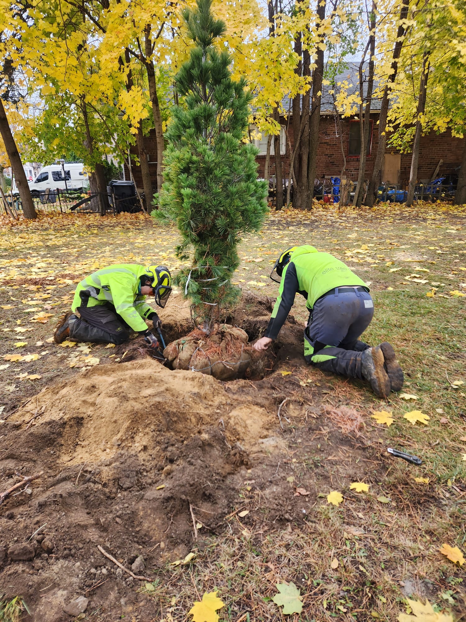 Tree Planting - Elite Tree Care