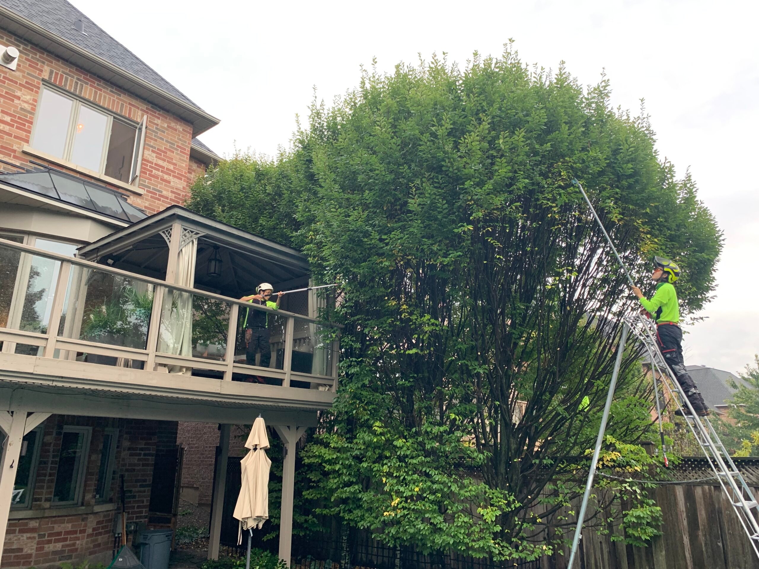 Tree Pruning - Elite Tree Care