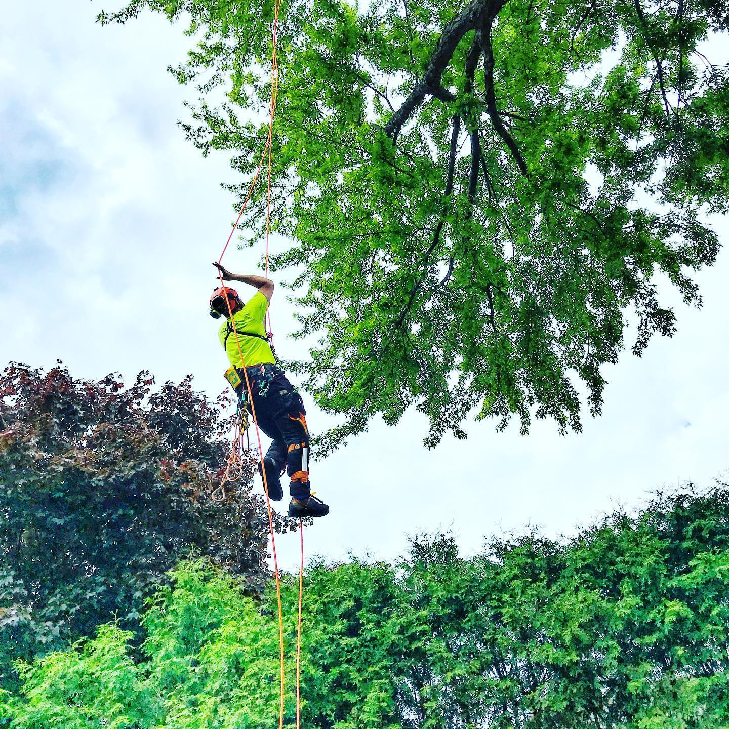Our Team - Elite Tree Care